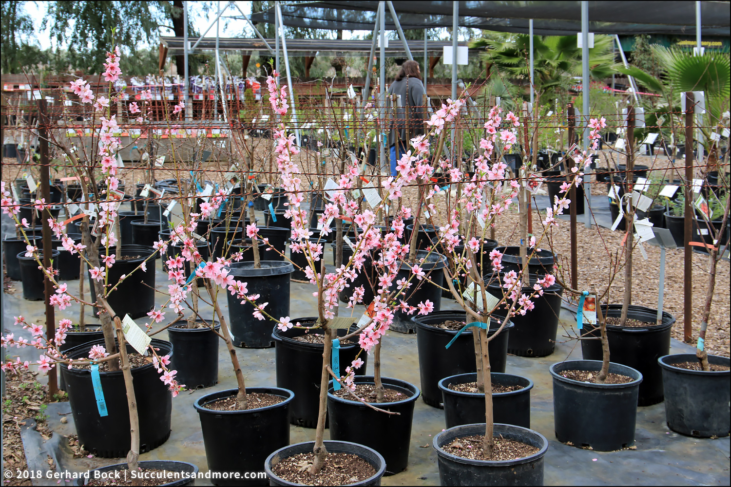 Three Palms Nursery: a horticultural treasure in my own backyard