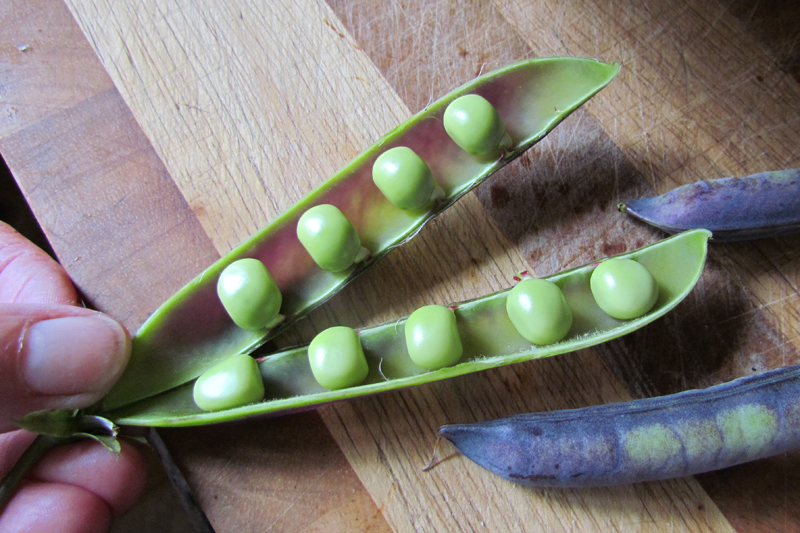purple podded peas: Yes, I still love growing peas!