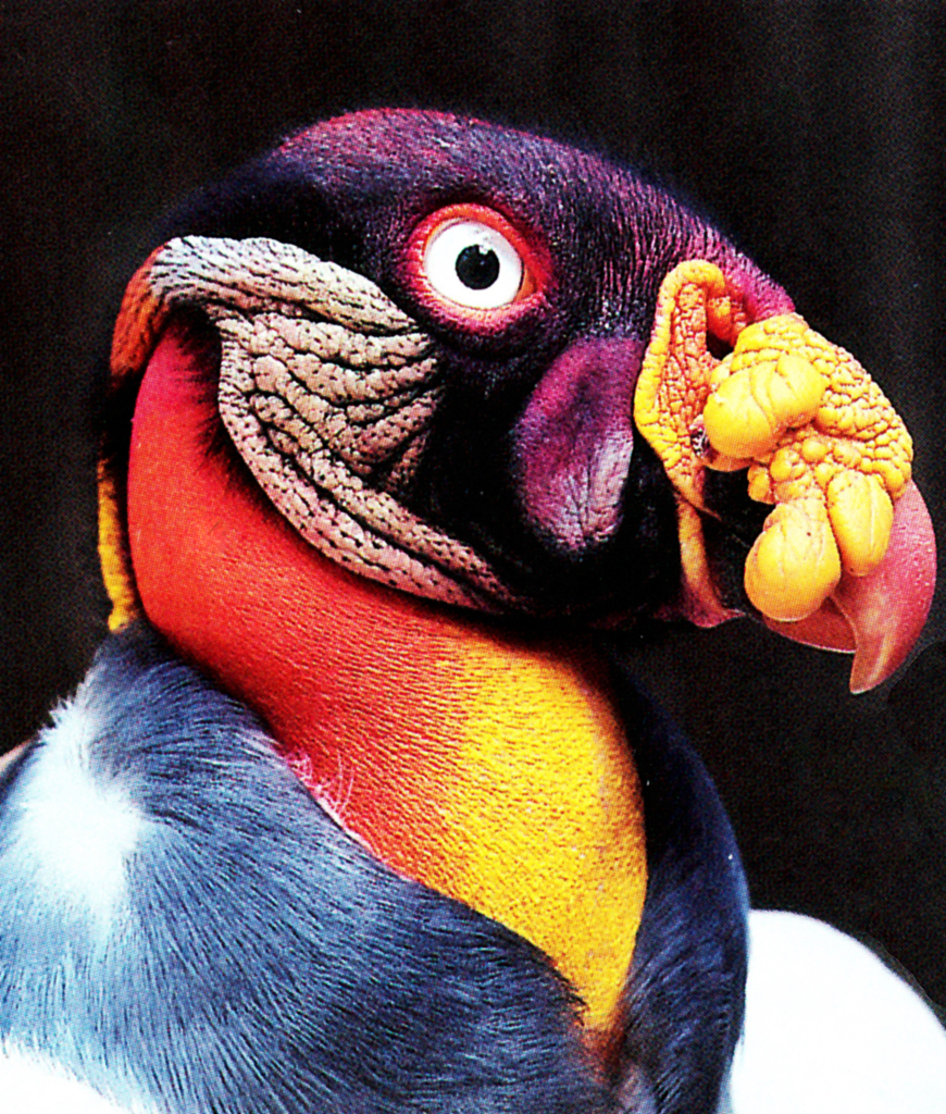 Discovering Something New -- ongoing learning: What’s in a Face ...