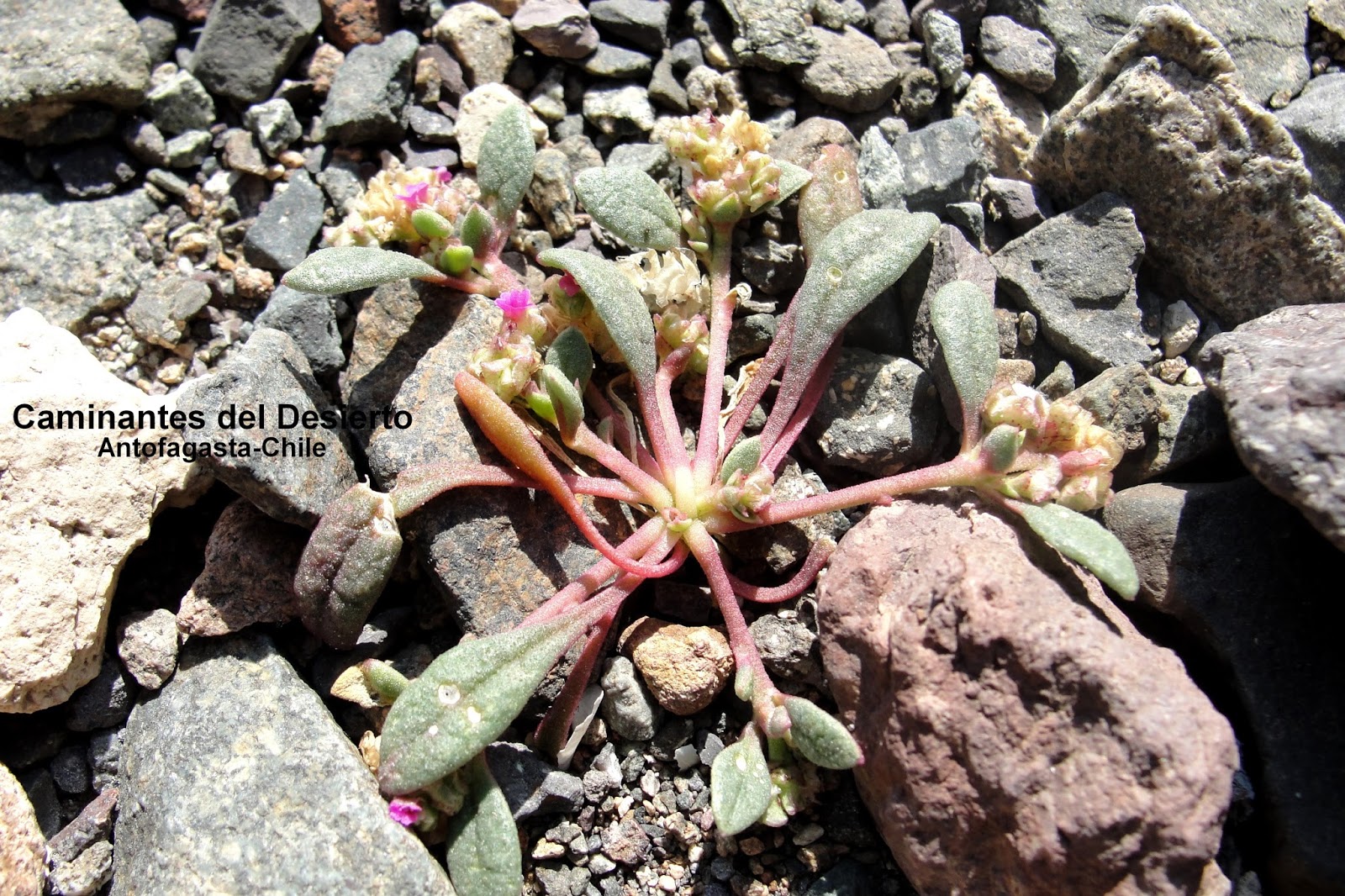 Caminantes del Desierto: FLORA DE LA COMUNA DE MEJILLONES (CORDILLERA ...