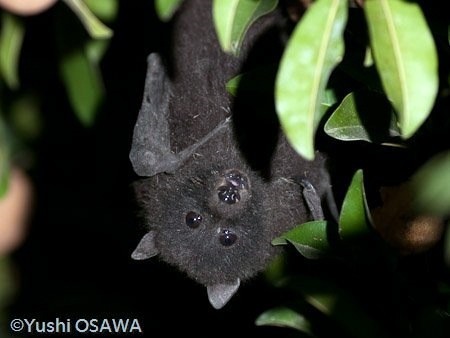 Christmas Island Megabat, Flying-fox, Fruit bat - environment.gov.au