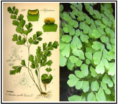 BIOLOGI GONZAGA: PAKU SUPLIR - ADIANTUM