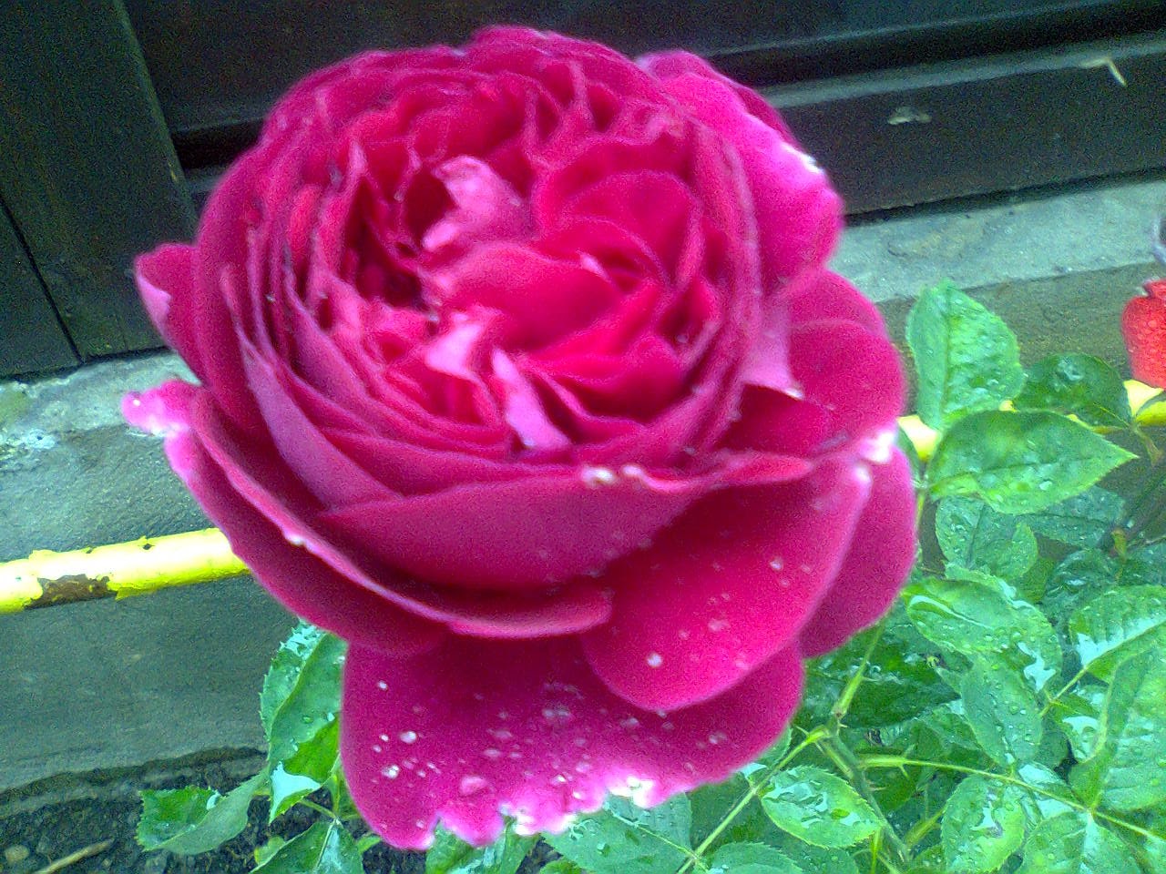 Adriana Hobby: Trandafirii în luna mai 2015