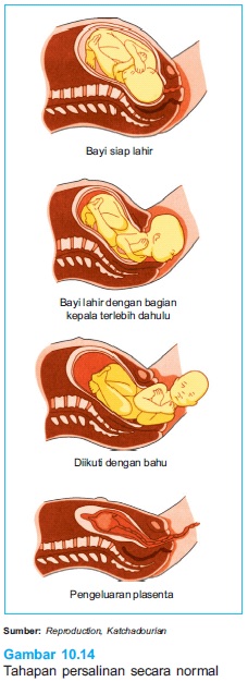 Proses Persalinan | BIOLOGIPEDIA