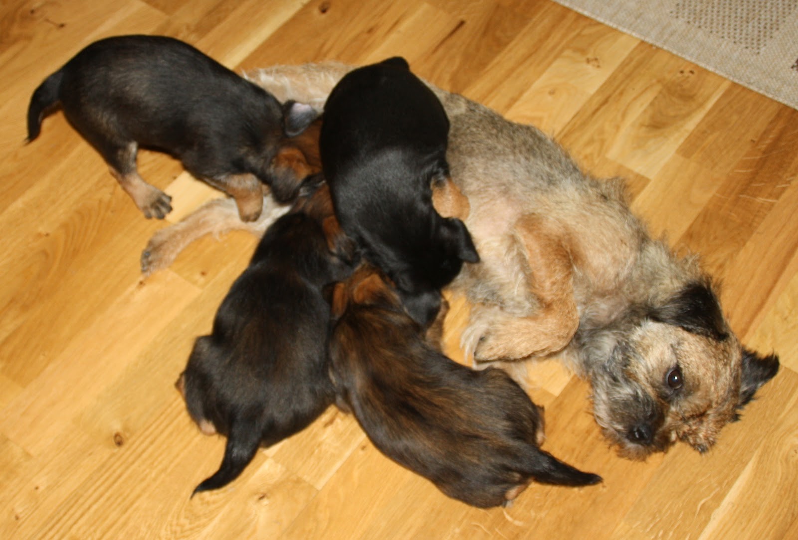 TOJTAS KENNEL: BORDER TERRIER VALPAR 7 VECKOR