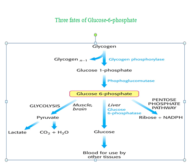 Three fates of Glucose-6-phosphate