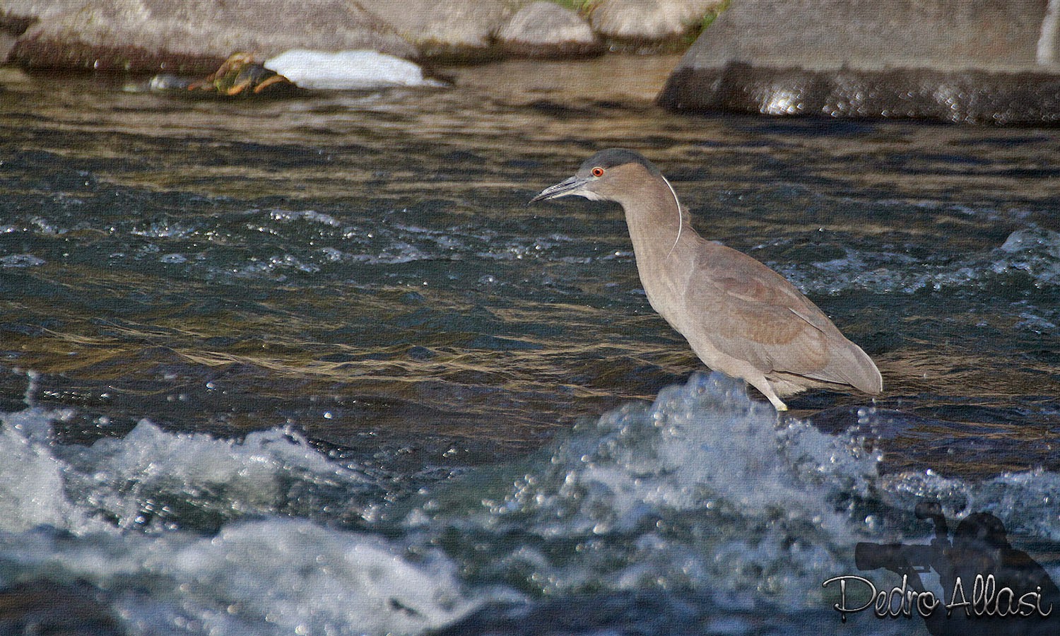 AVES DE AREQUIPA , Pedro Allasi: huaco común.