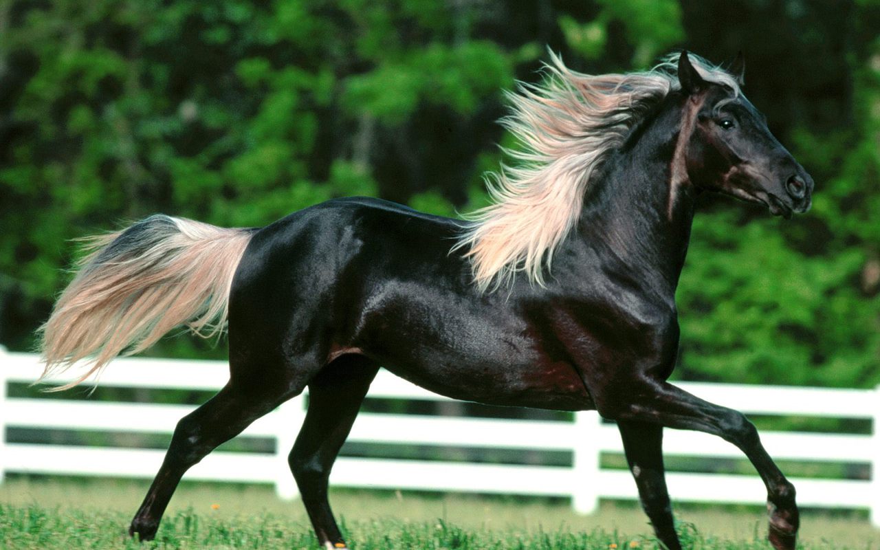 Amazing Horses Pictures ~ Celebrity Photo