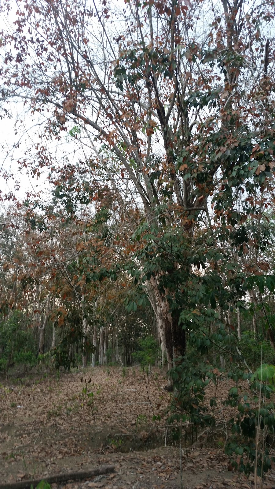 Warisan Petani: Tanaman Getah: Musim Luruh di Malaysia.