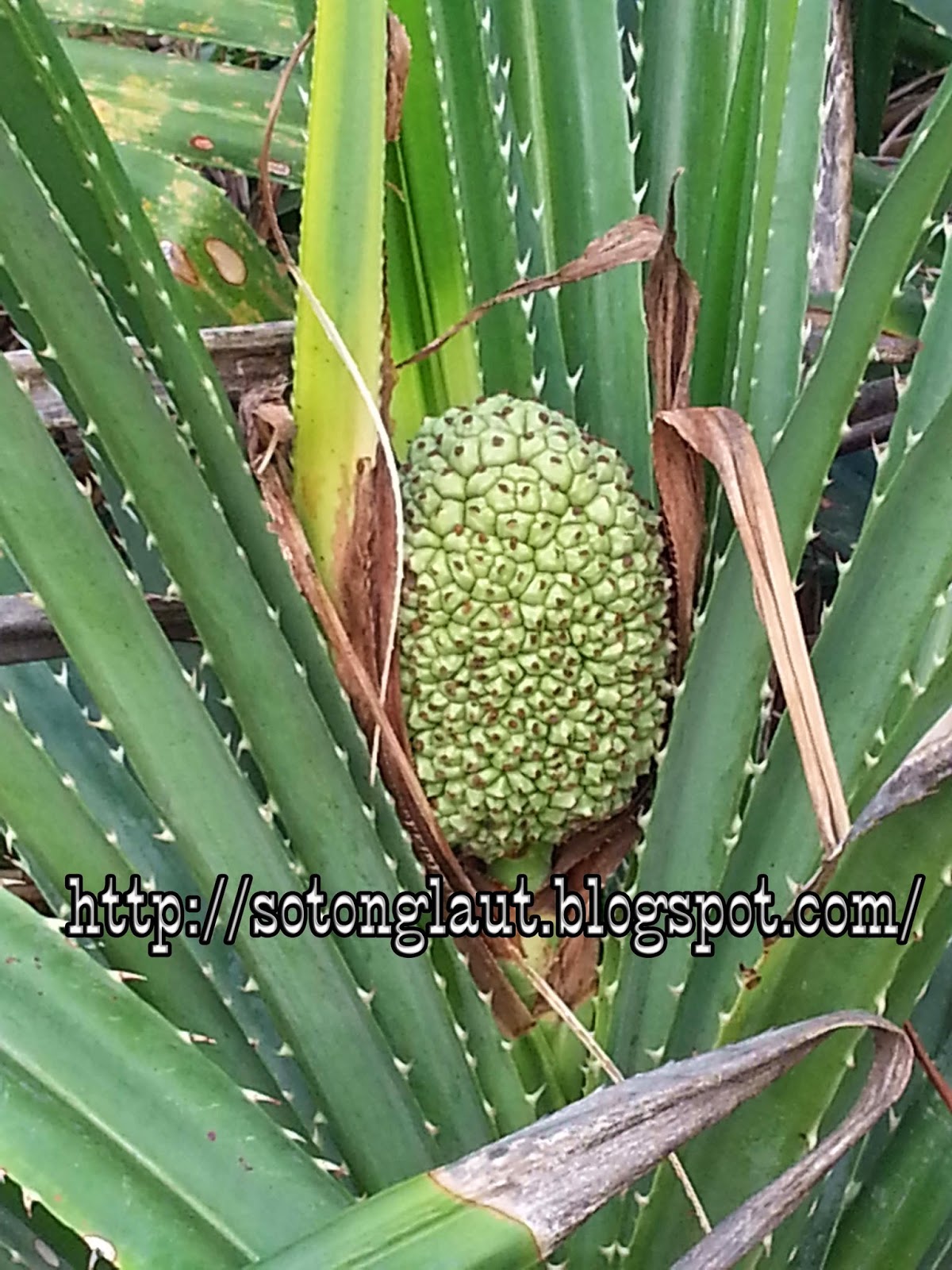 Sotong: Mengkuang Laut