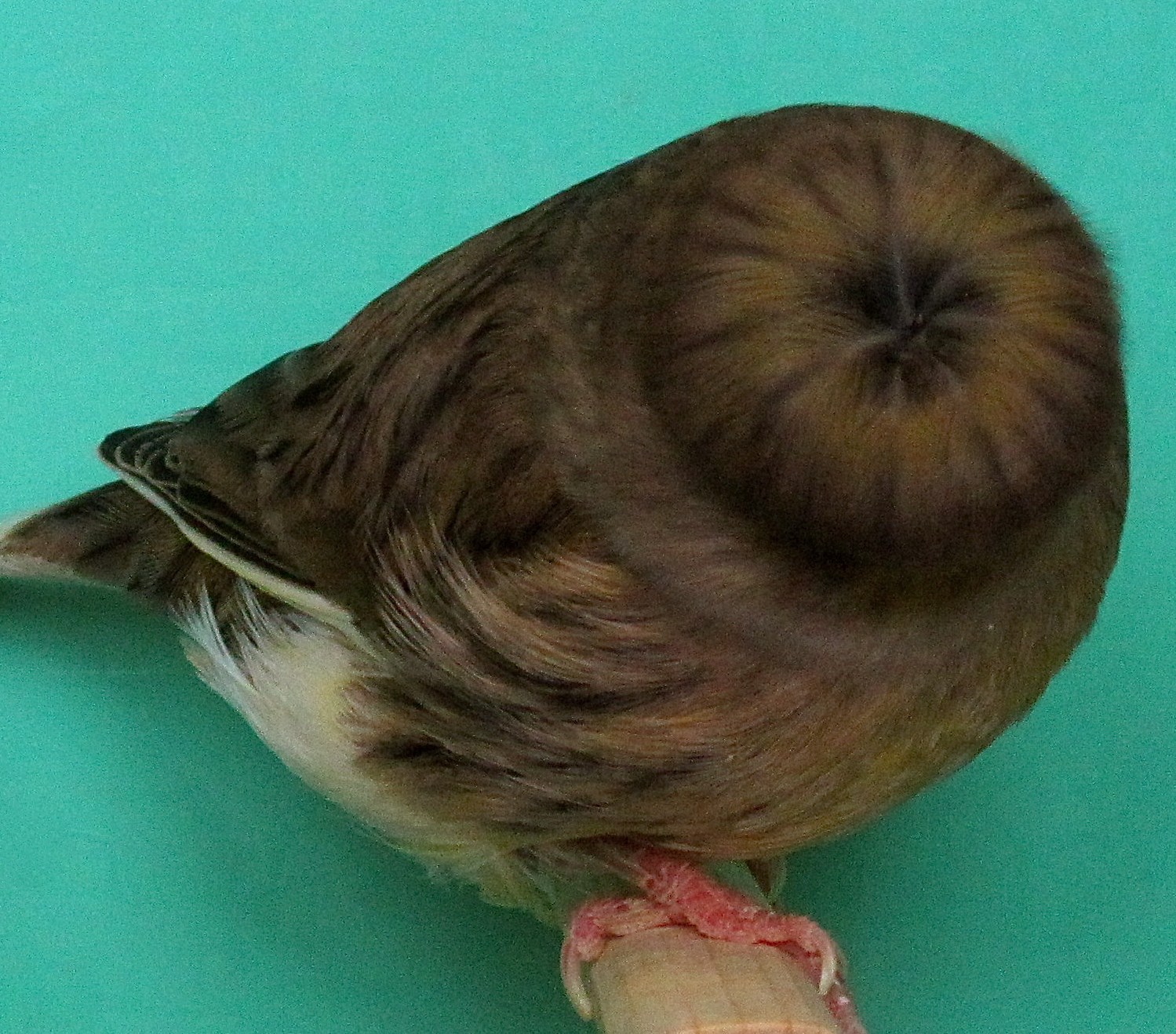 I Have Seen The Whole Of The Internet: Gloster Canary Bowlcuts