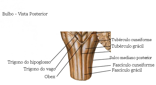 Medicina In Situ: NEUROANATOMIA - BULBO