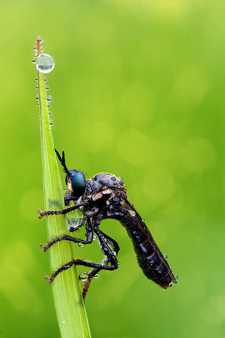 Real Monstrosities: Robber Fly