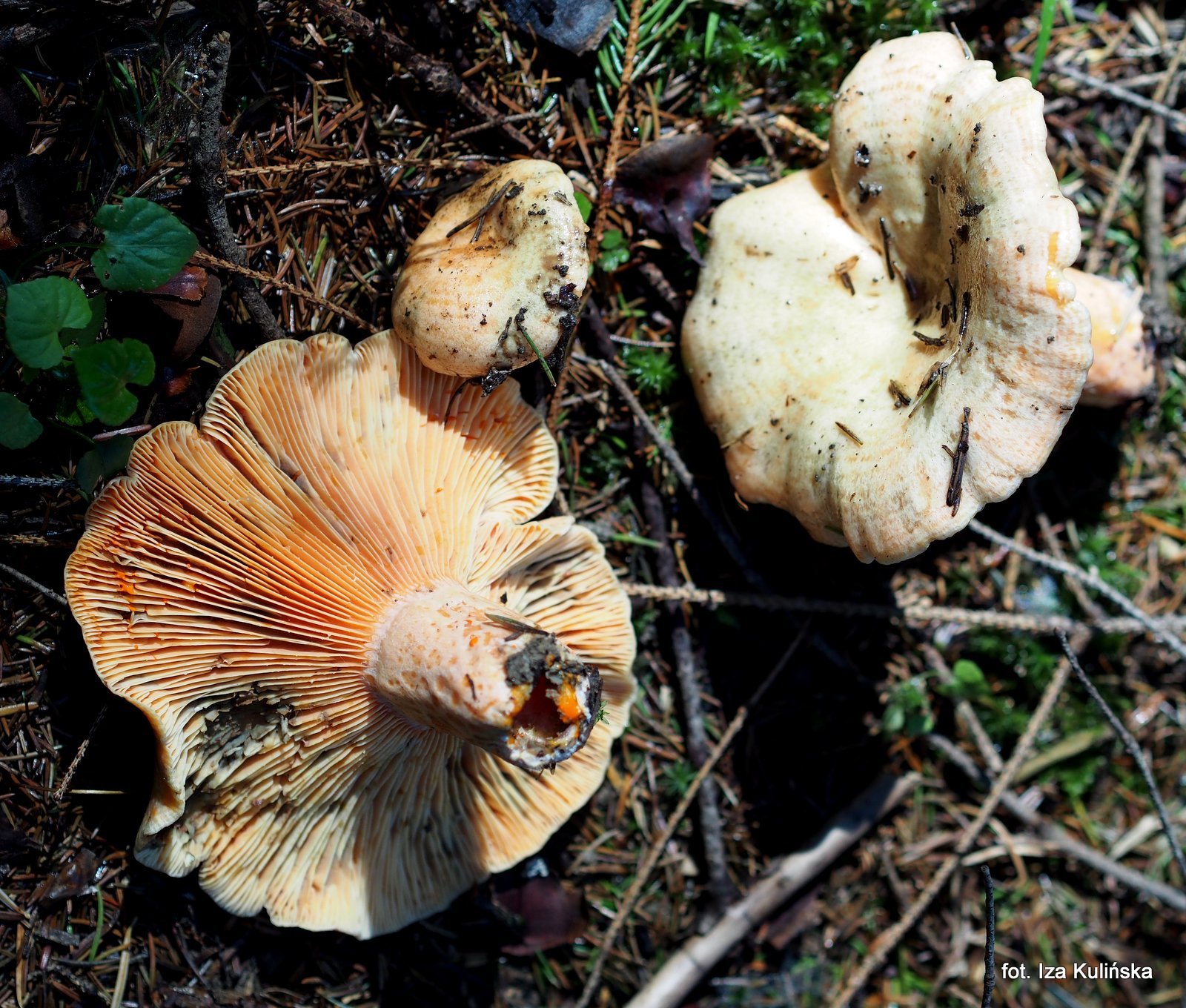 Rydze - mleczaj rydz, mleczaj jodłowy, mleczaj świerkowy | Smaczna Pyza