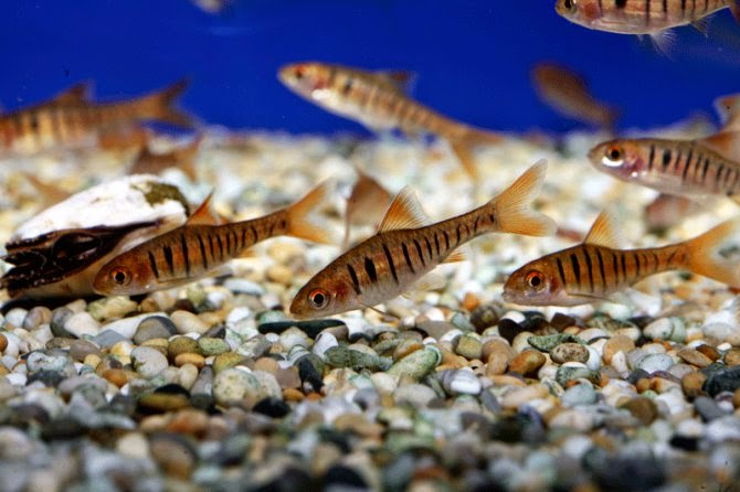 Ikan Hias African Banded Barb - Dunia Akuarium