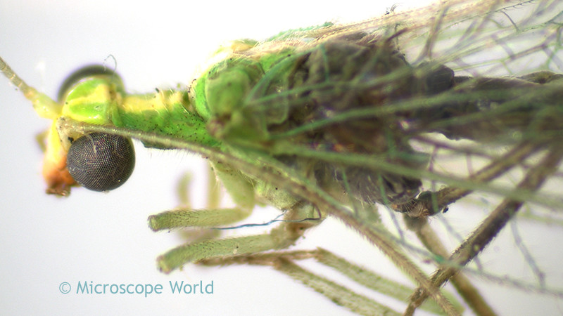Microscope World Blog: Insects Under the Microscope
