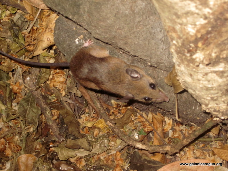 Laguna de Apoyo, Nicaragua: Salvin´s Spiny Pocket Mouse II