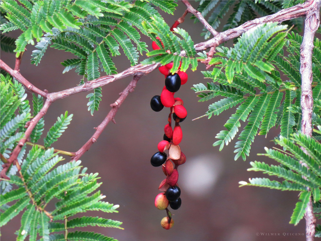 CULTOS RELIGIOSOS POPULARES: Palo Moruro