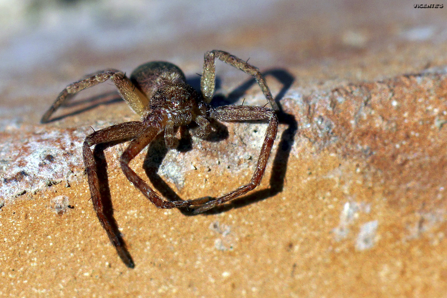 Fauna silvestre de Hormaza: Philodromus dispar (?)