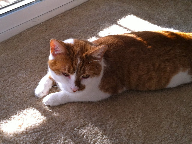 That's What She Said: Meet NUBBINS!!!