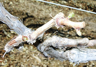 Xtremehorticulture of the Desert: How to Prune Table Grapes