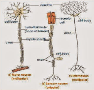 BIOLOGY SPOT: Oktober 2013
