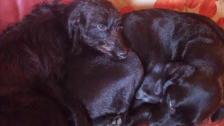 Twiglet - the scruffy black dog