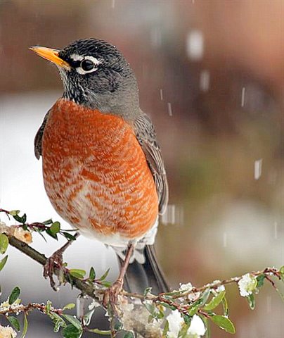 "Bird Poop" of north Texas: They'll migrate no matter what we do