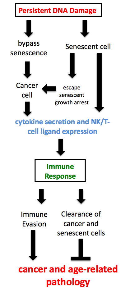cellular senescence blog: immune clearance of senescent and cancer cells