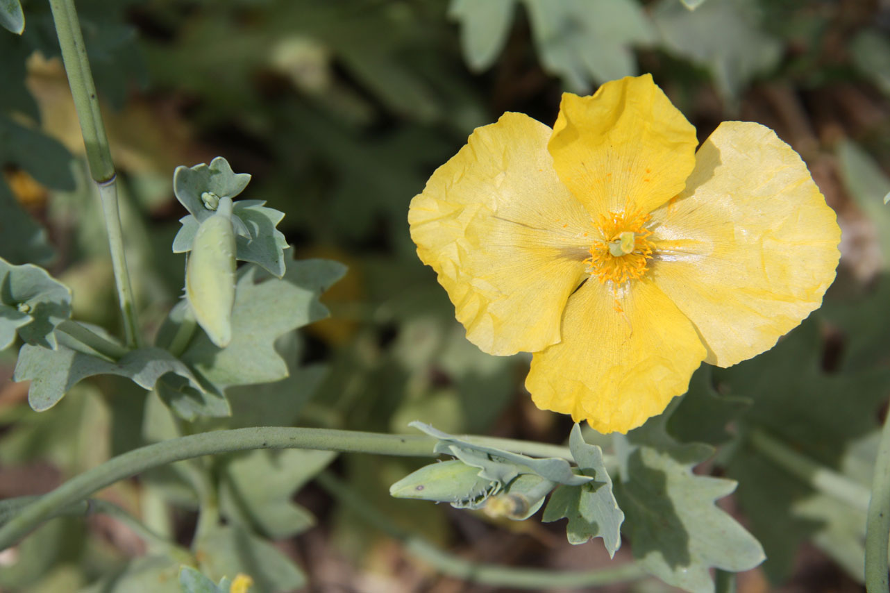 Seedy Stories: Plant Profile: Yellow Horned Poppy