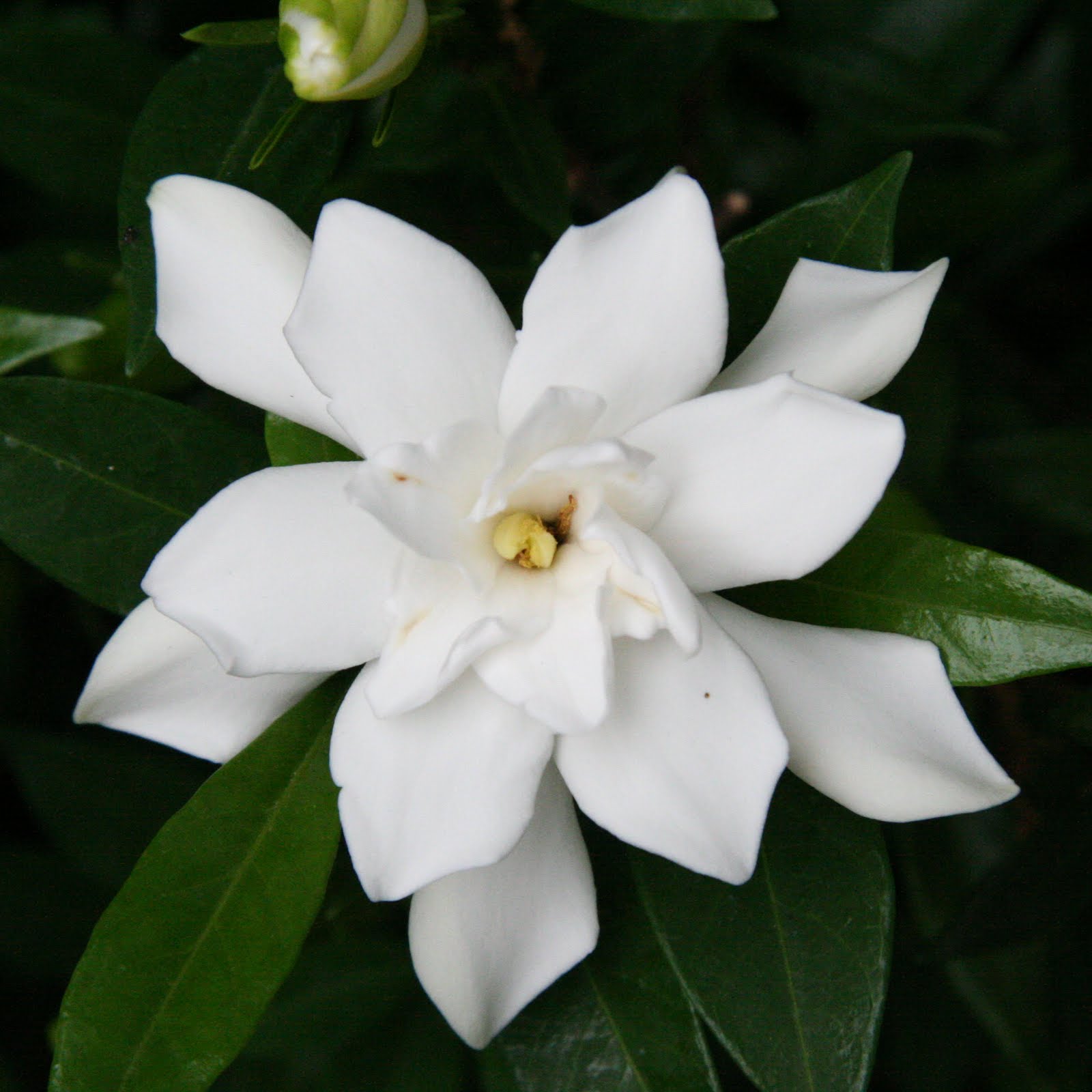 Flowers: Gardenia