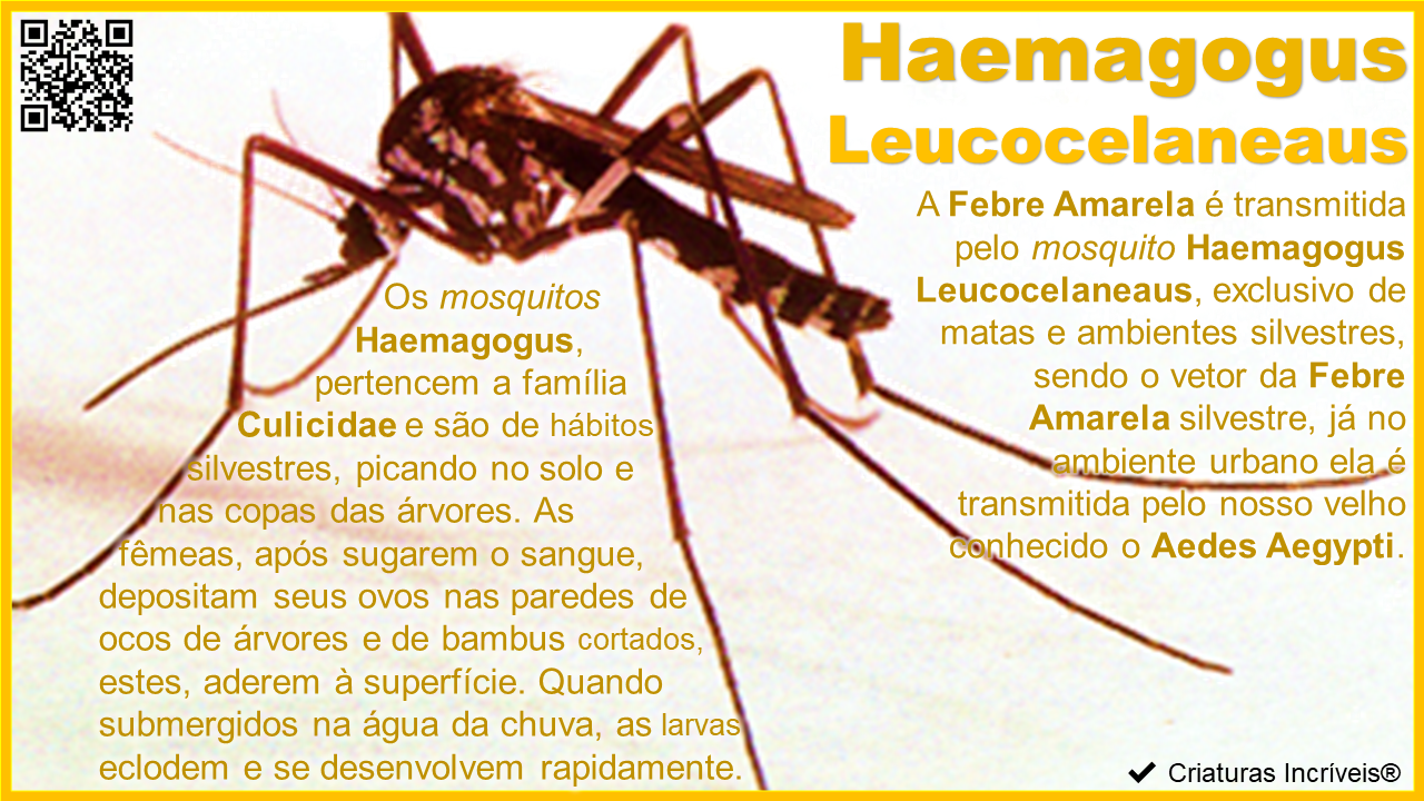 Criaturas Incríveis®: Haemagogus Leucocelaneaus