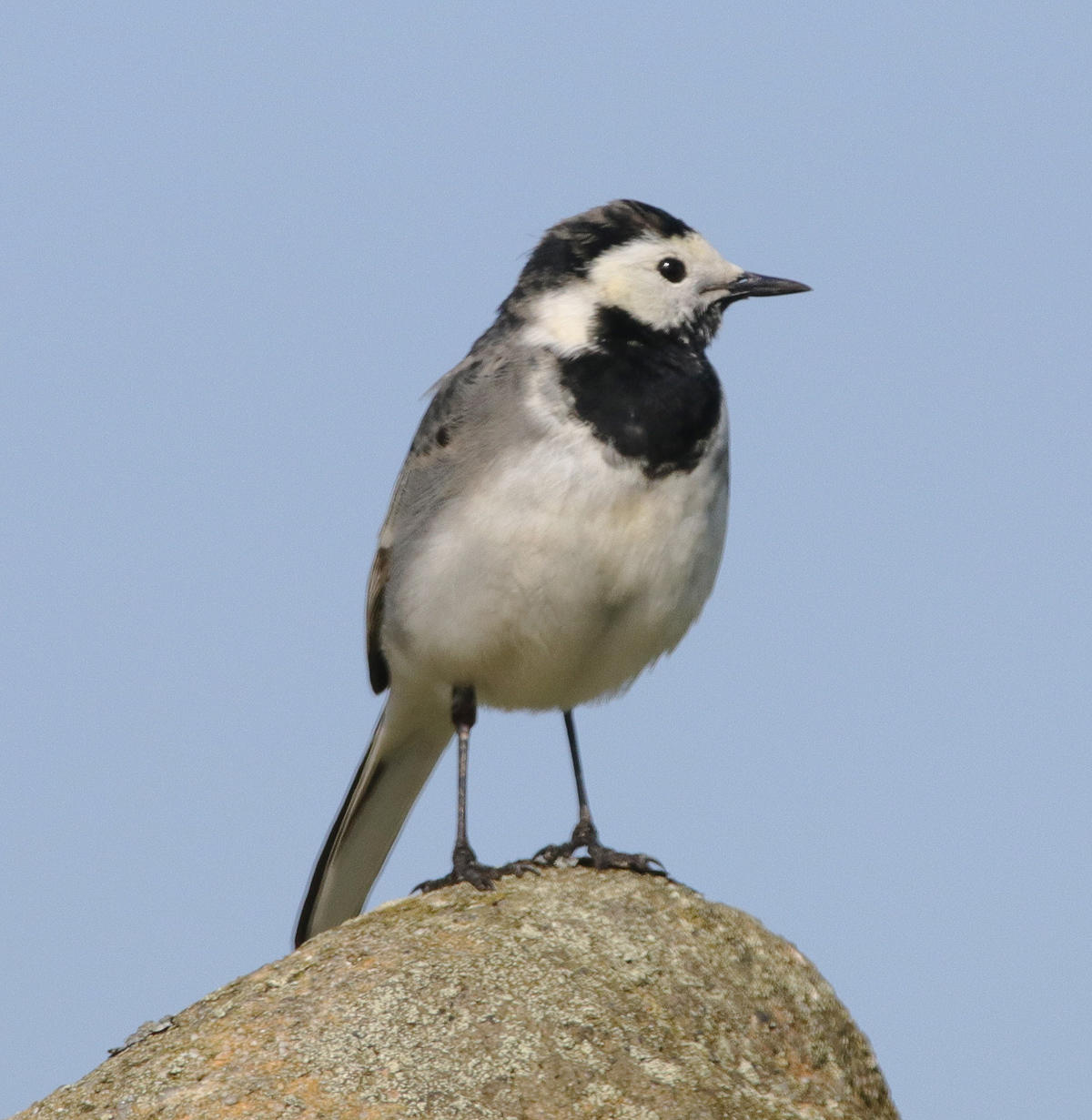 Another Bird Blog: Change Of Scene