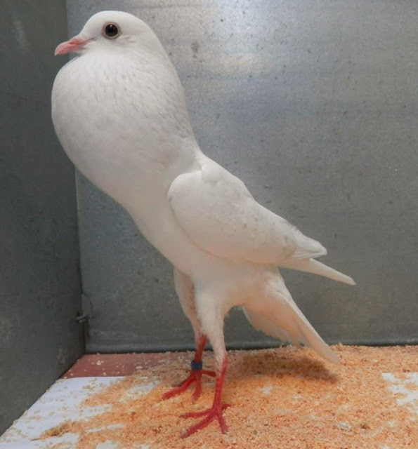 World of Pigeons and Doves: Brunner Pouter ( Brünner Kröpfer )