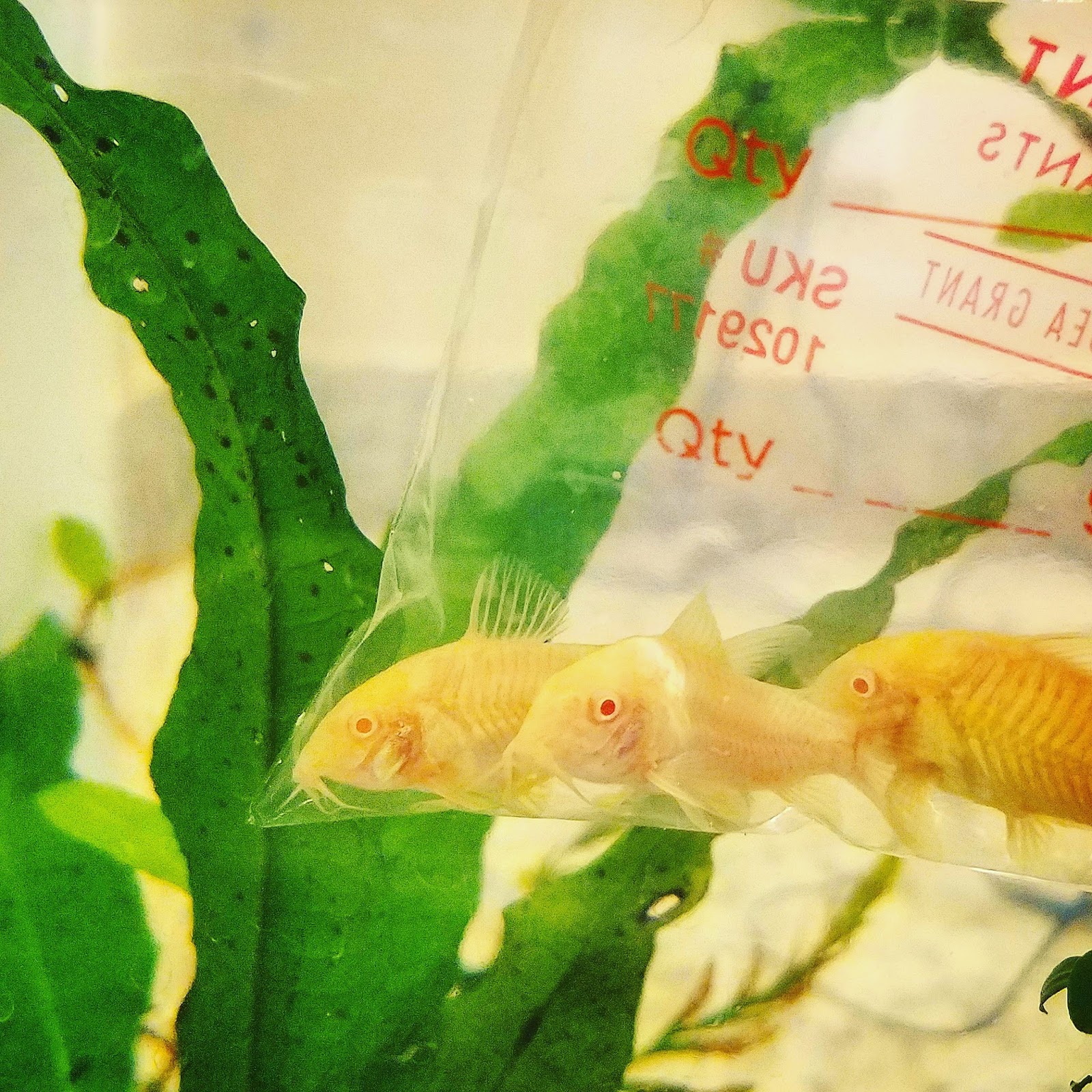 A GAMER'S WIFE: Fish Quarantine 101: How to Set Up a DIY Quarantine ...