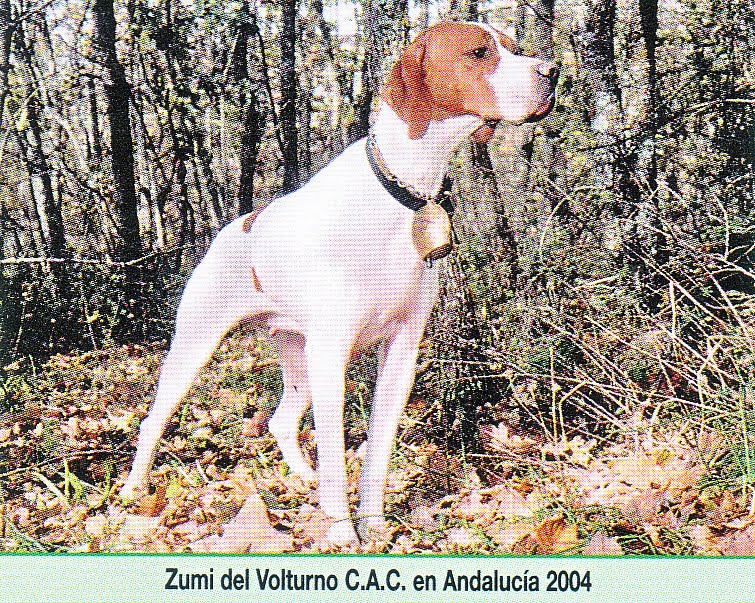 Pointer Valdeorras: En homenaja a uno de los grandes del POINTER ...