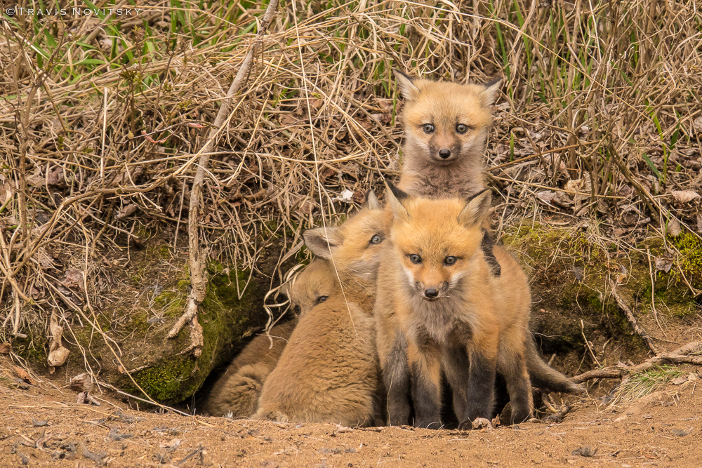 Photography by Travis Novitsky - Photo Journal: Four Fox Kits