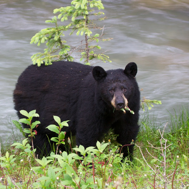 The Way We See It: Trip Alert #4: Canada's Got Bears!!