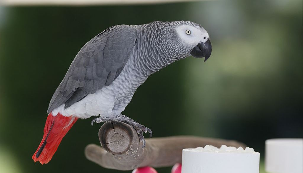 Descoperă Papagalii: Papagal gri african, jaco (Psittacus erithacus ...