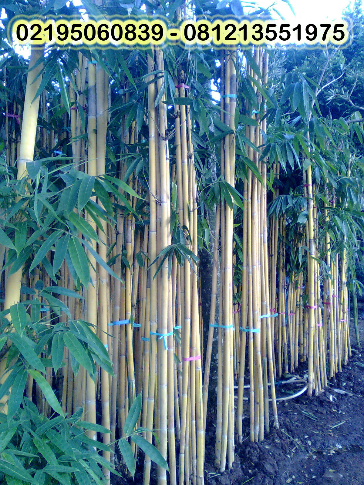 jual tanaman hias.jual bambu kuning panda.bambu jepang | LOVE GREEN