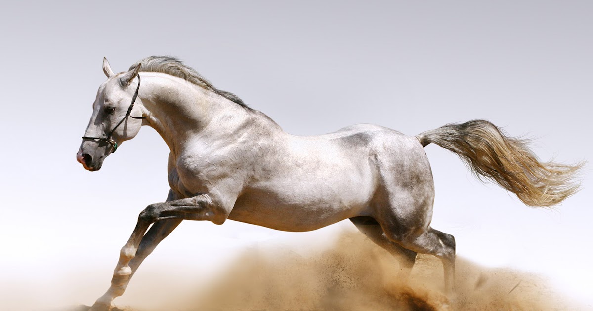 Tentang Kuda Perang Dalam Surat Al-Adiyat Juz 30 - Ekspresi Bebas Arowan