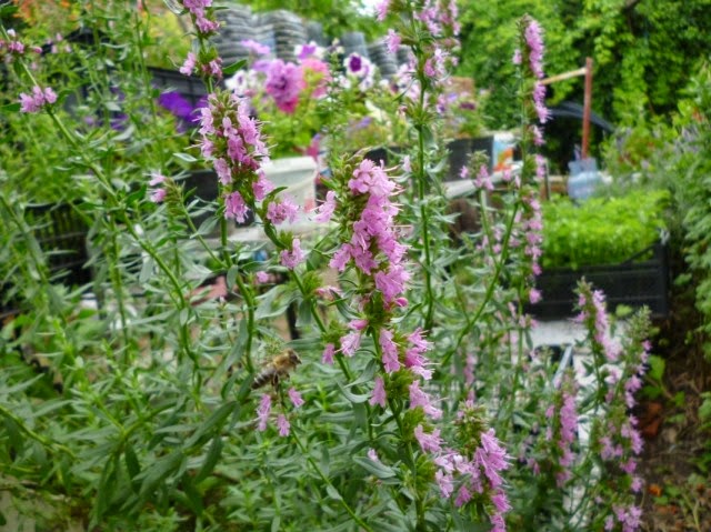 Seminte si plante de gradina hobby: Isop - Hyssopus officinale