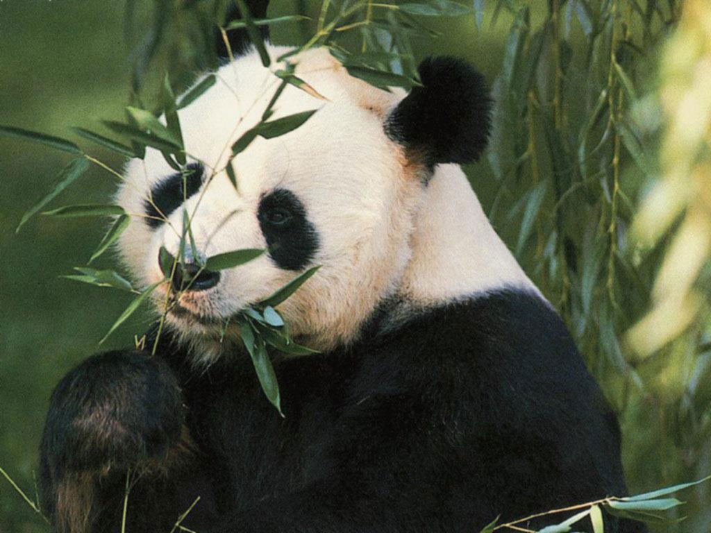 Bravo Wallpaper: Panda Wallpaper Pack 1 (1024x768)
