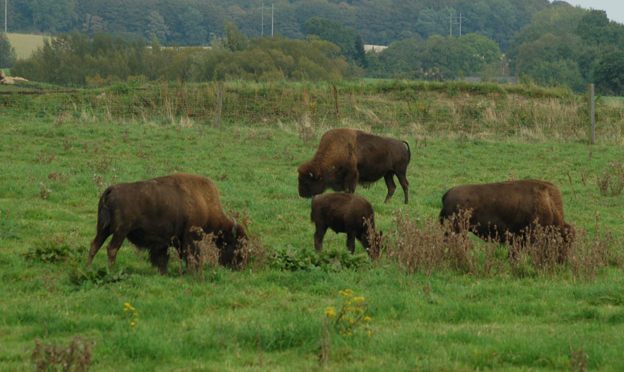 Thyra: The American Bison - A Bison Farm in Denmark