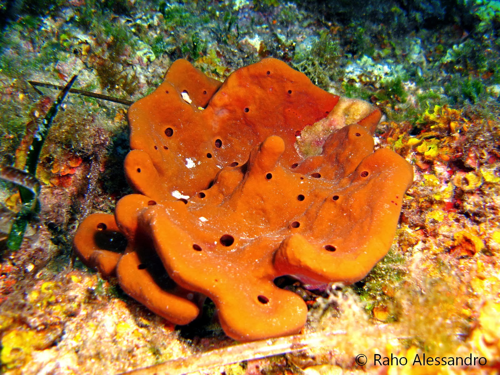 Necton e Plancton: Poriferi: Petrosia