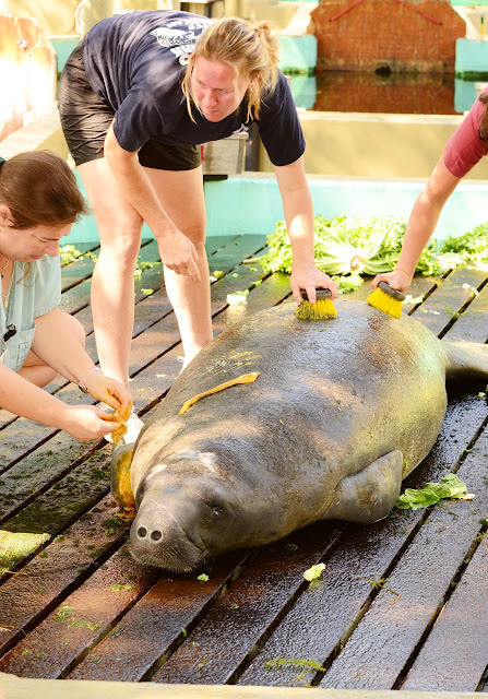 Dina's City Wildlife Adventures: A sad manatee with a happy ending.