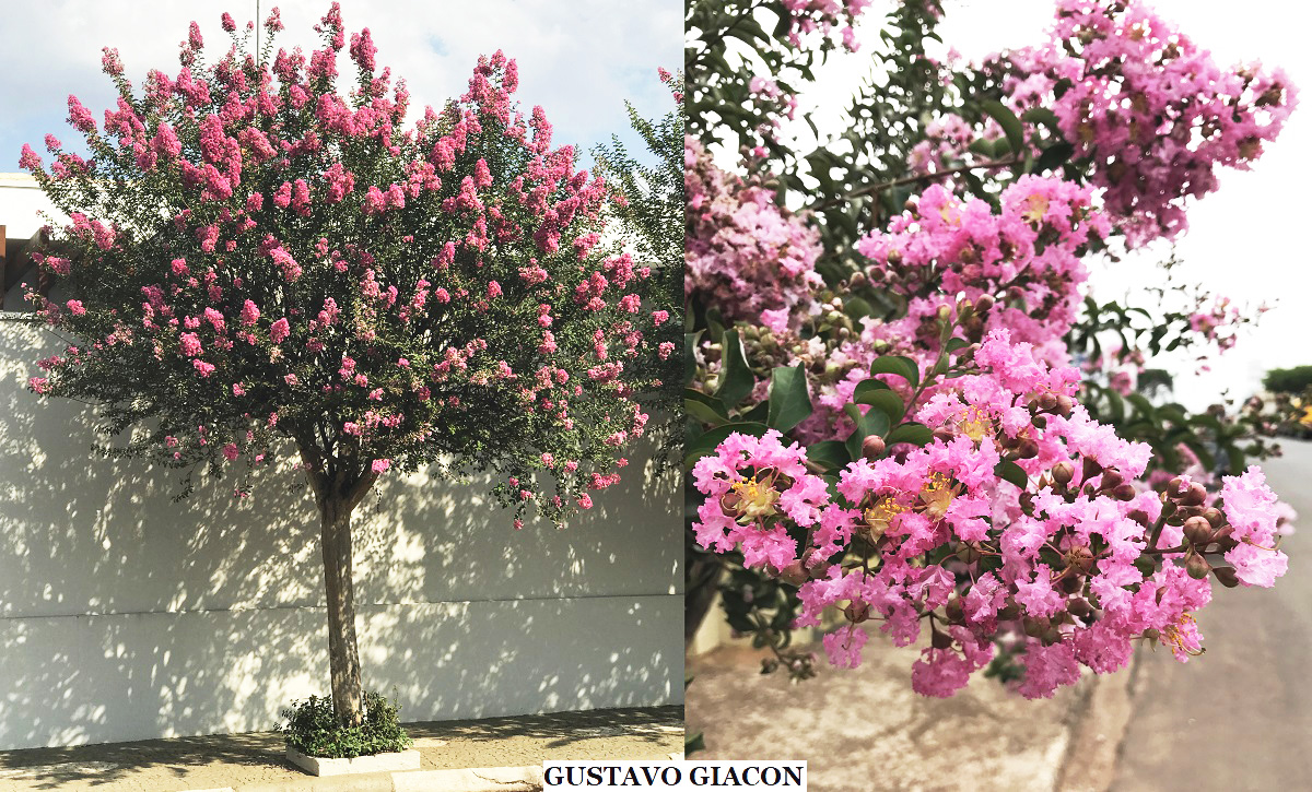 Viveiro Ciprest - Plantas Nativas e Exóticas: Resedá Rosa ...