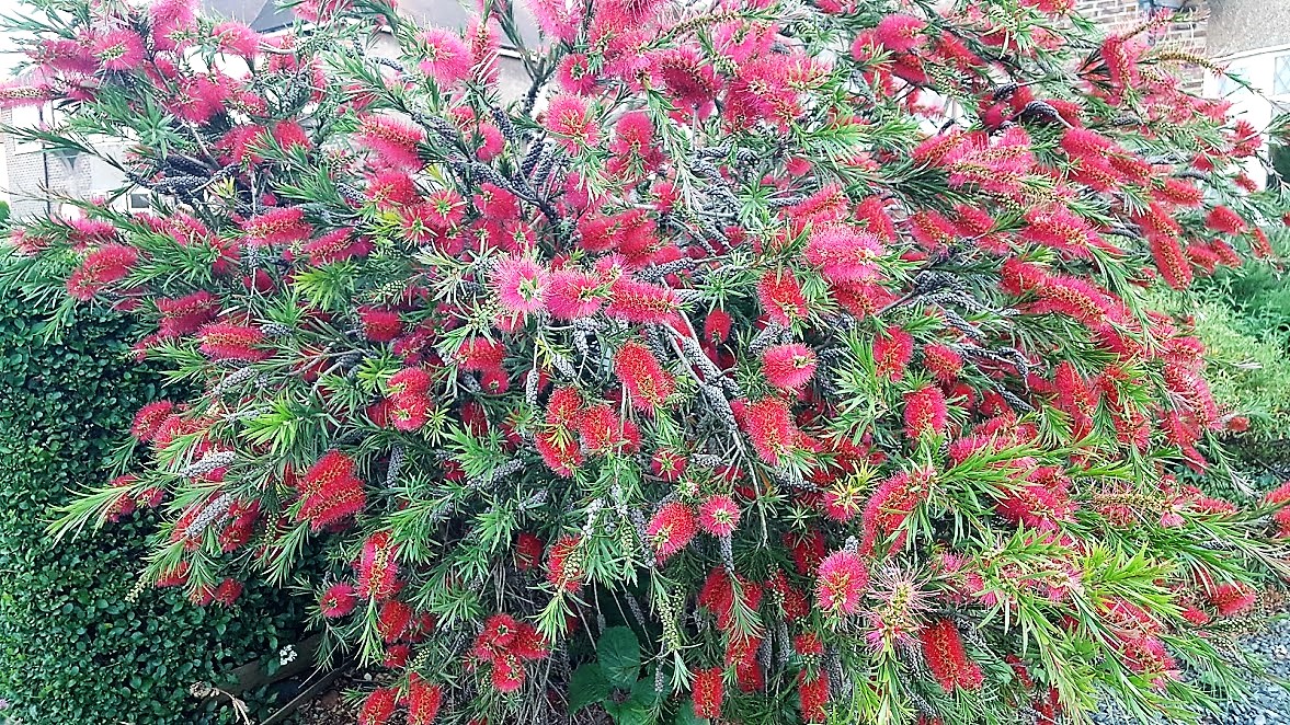 HOW TO GROW CALLISTEMON CITRINUS 'Splendens' |The Garden of Eaden