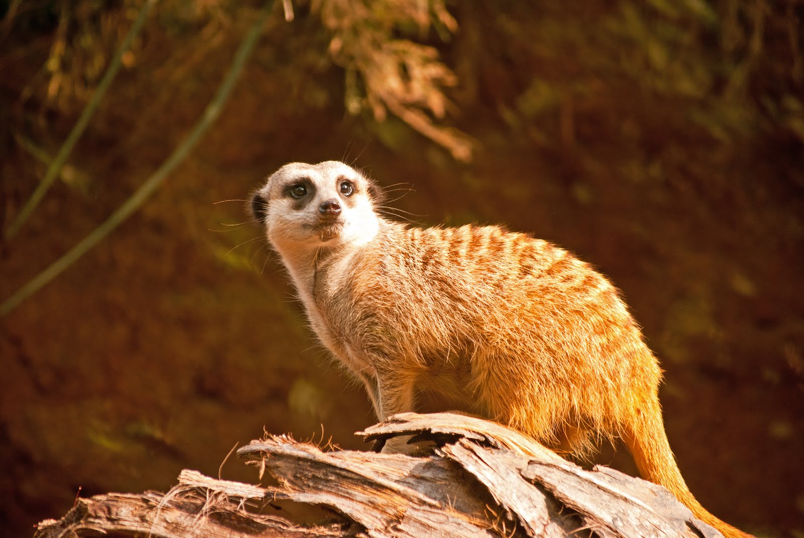 BANCO DE IMÁGENES: Una linda y curiosa suricata posa para la foto en el ...