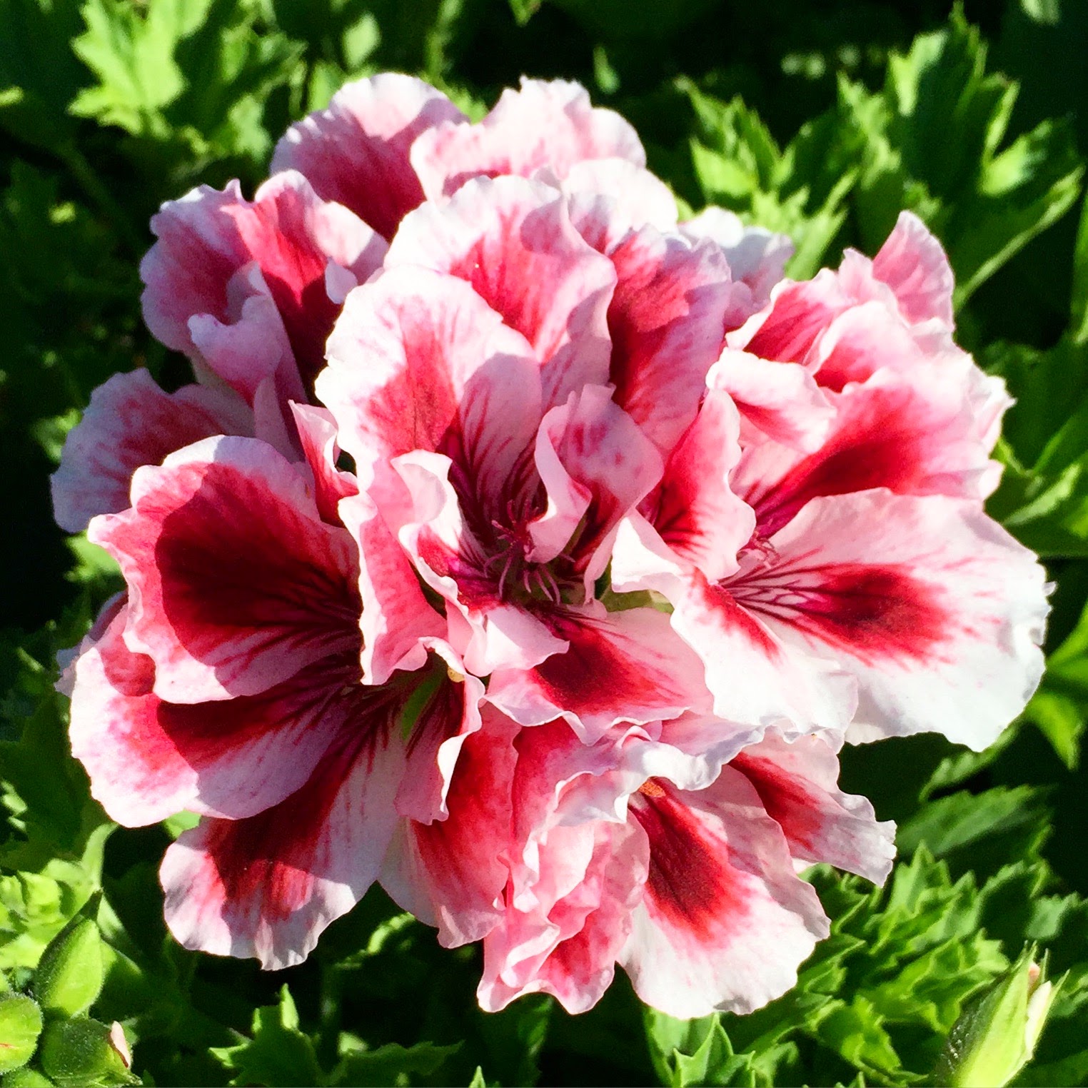 Aprille's SoCal Gardening : Pelargoniums & Rose Pruning Final!